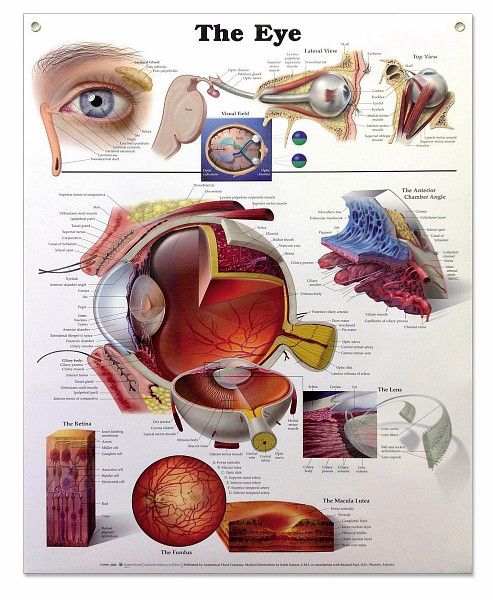 Contact Lens Accessories - Poster - Lindcon ApS