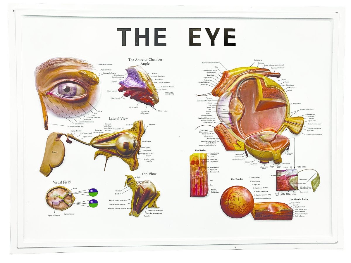 Laminated "The Eye" Poster 58x43cm - Contact Lens Accessories - Poster ...